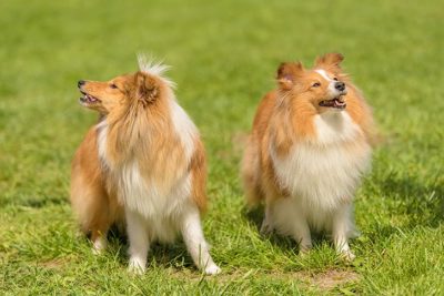 Shetland Sheepdog Pictures - American Kennel Club