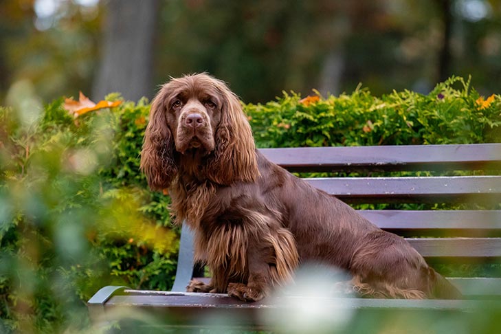 Sussex Spaniel Pictures - American Kennel Club