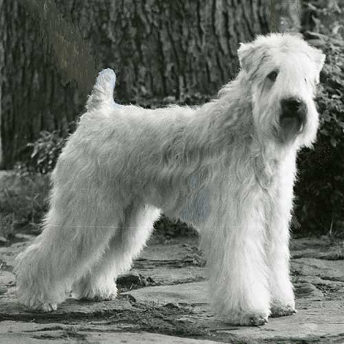 Soft Coated Wheaten Terrier Dog Breed Information