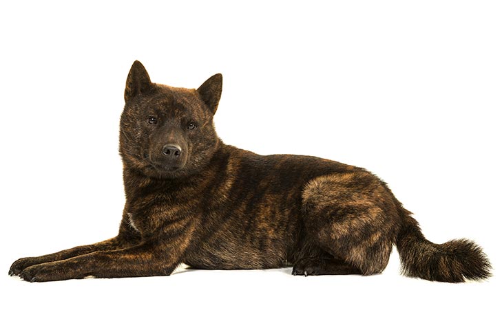 Kai Ken Dog Breed Information - American Kennel Club