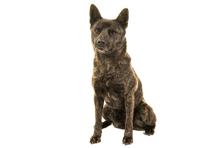 Kai Ken Dog Breed Information - American Kennel Club