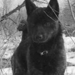 Kai Ken Dog Breed Information - American Kennel Club