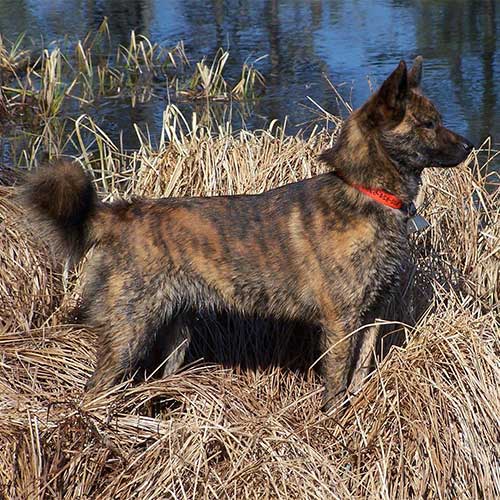 Kai Ken Dog Breed Information - American Kennel Club