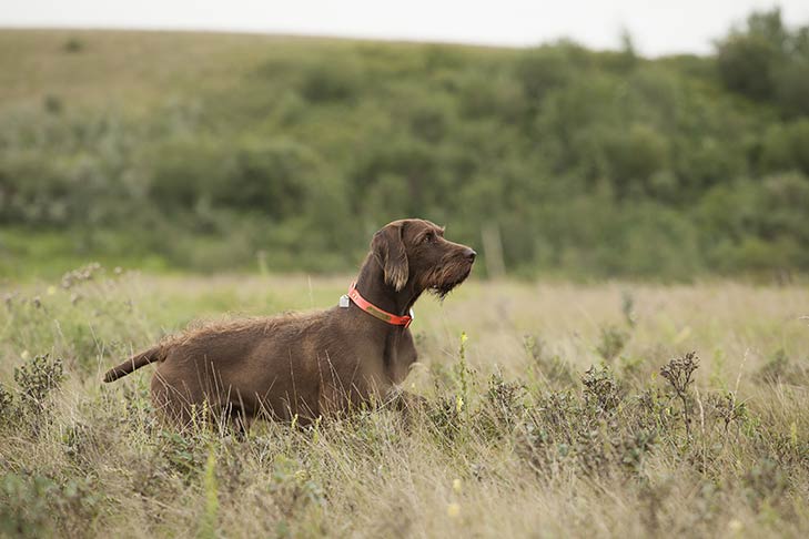 Pudelpointer Dog Breed Information - American Kennel Club