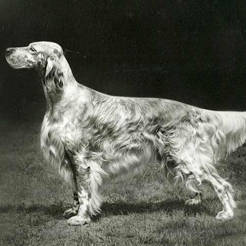 English Setter Dog Breed Information
