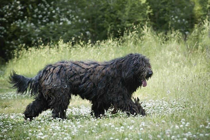 Bergamasco Sheepdog Dog Breed Information