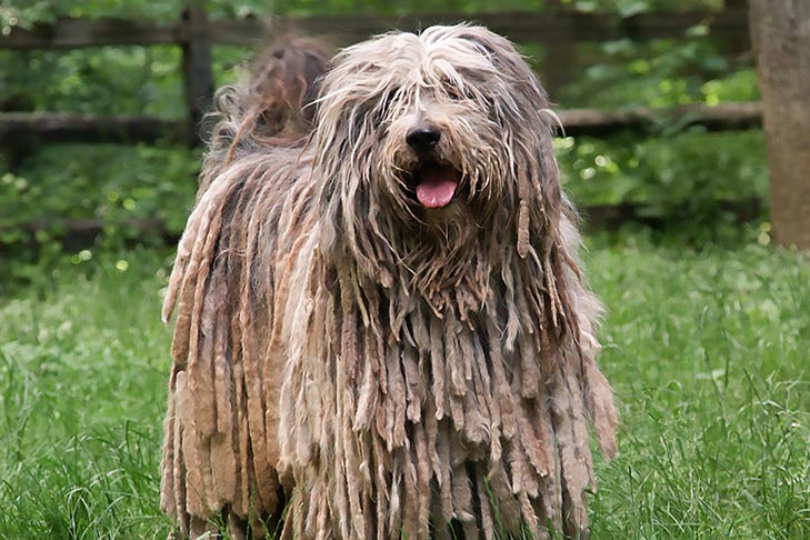 Bergamasco Sheepdog Dog Breed Information