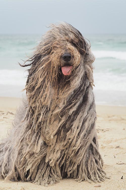 Bergamasco Sheepdog Dog Breed Information