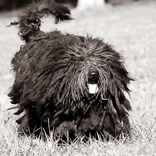 Bergamasco Sheepdog Dog Breed Information