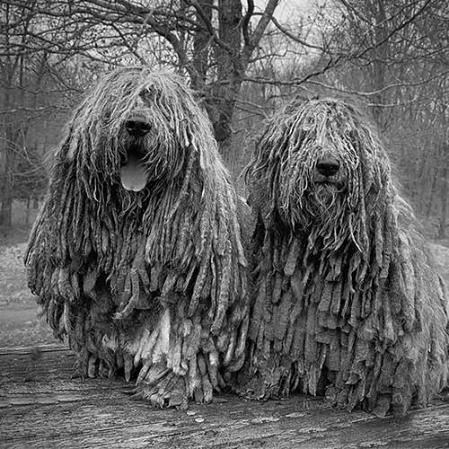 Bergamasco Sheepdog Dog Breed Information