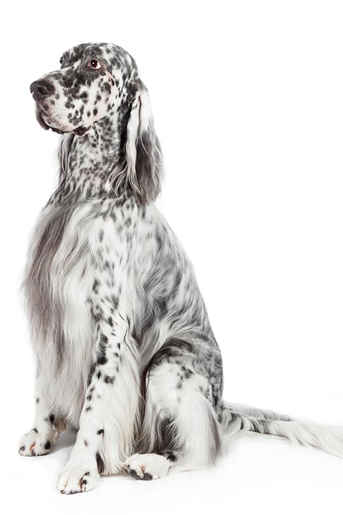English Setter Dog Breed Information