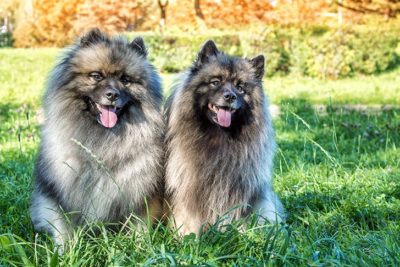 Keeshond Pictures - American Kennel Club