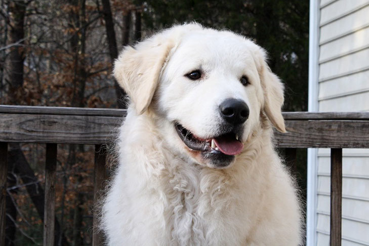 Kuvasz Dog Breed Information