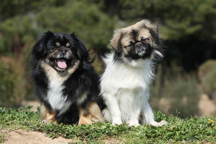 Tibetan Spaniel Dog Breed Information