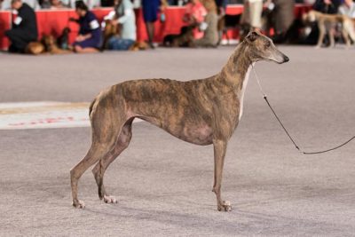 Greyhound Pictures - American Kennel Club