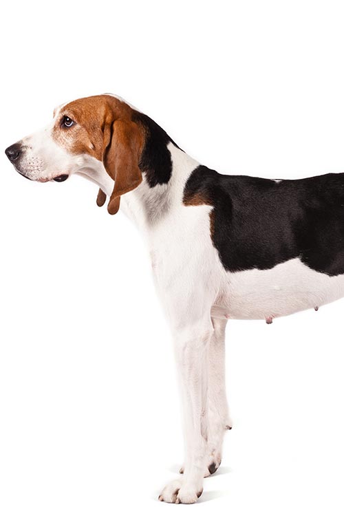Treeing Walker Coonhound Dog Breed Information