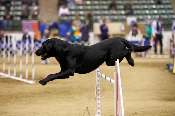 Labrador Retriever Dog Breed Information