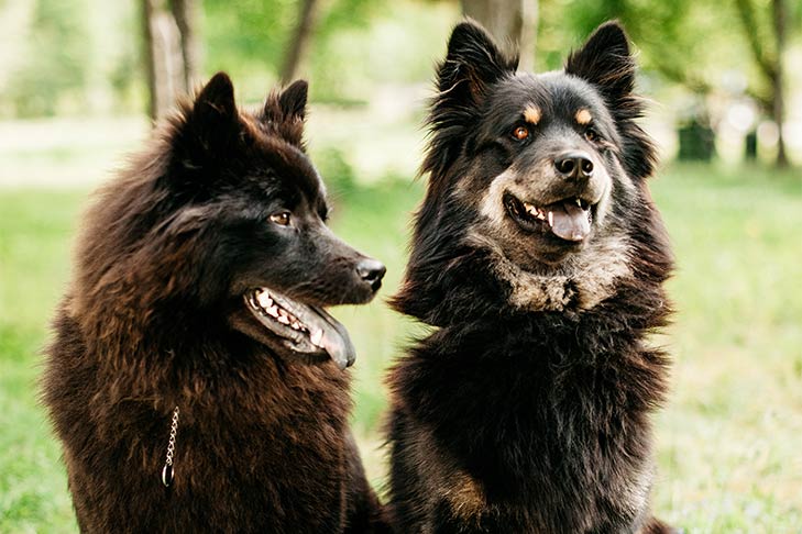 Eurasier Dog Breed Information - American Kennel Club