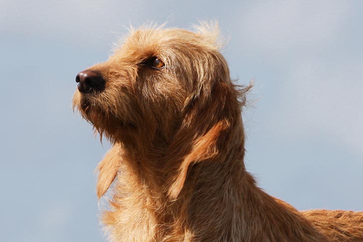 Basset Fauve de Bretagne Dog Breed Information - American Kennel Club