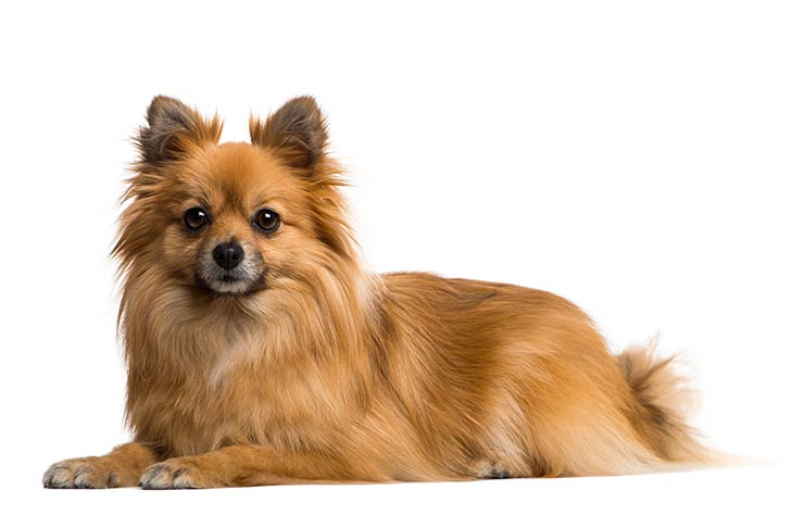 German Spitz Dog Breed Information - American Kennel Club