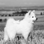 German Spitz Dog Breed Information - American Kennel Club