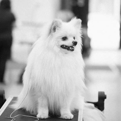 German Spitz Dog Breed Information - American Kennel Club