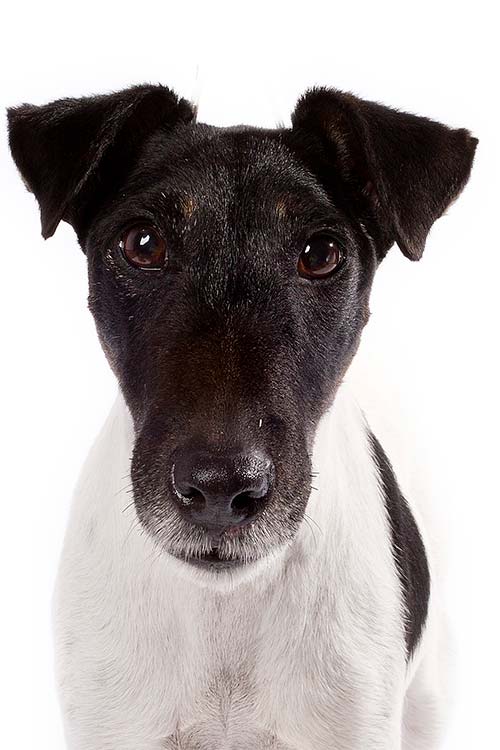 Smooth Fox Terrier Dog Breed Information