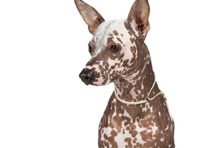 Peruvian Inca Orchid Dog Breed Information - American Kennel Club