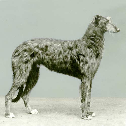 Scottish Deerhound Dog Breed Information
