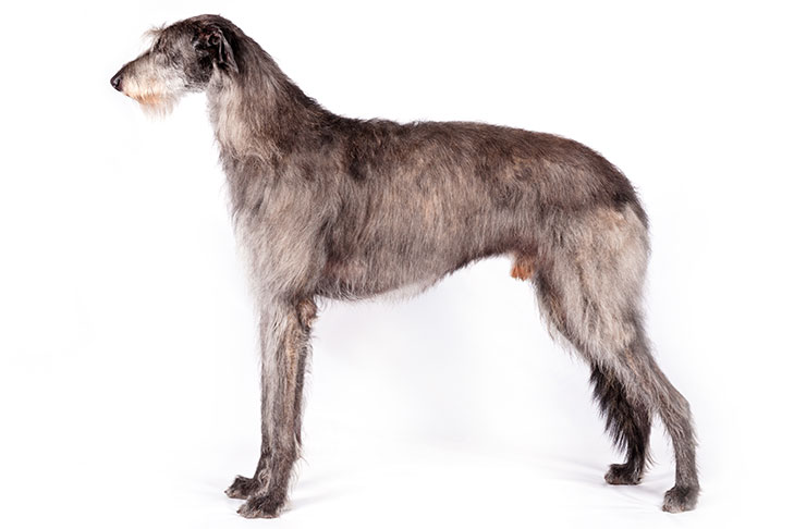 Scottish Deerhound Dog Breed Information