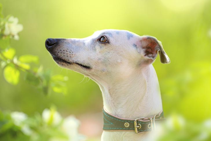 Whippet Dog Breed Information