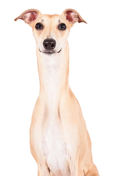 Whippet Dog Breed Information