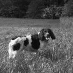 Deutscher Wachtelhund Dog Breed Information - American Kennel Club