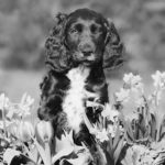 Deutscher Wachtelhund Dog Breed Information - American Kennel Club