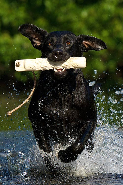 Labrador Retriever Dog Breed Information