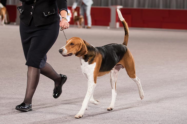 American Foxhound Dog Breed Information