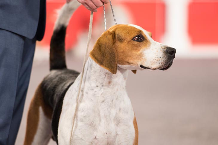 English Foxhound Dog Breed Information