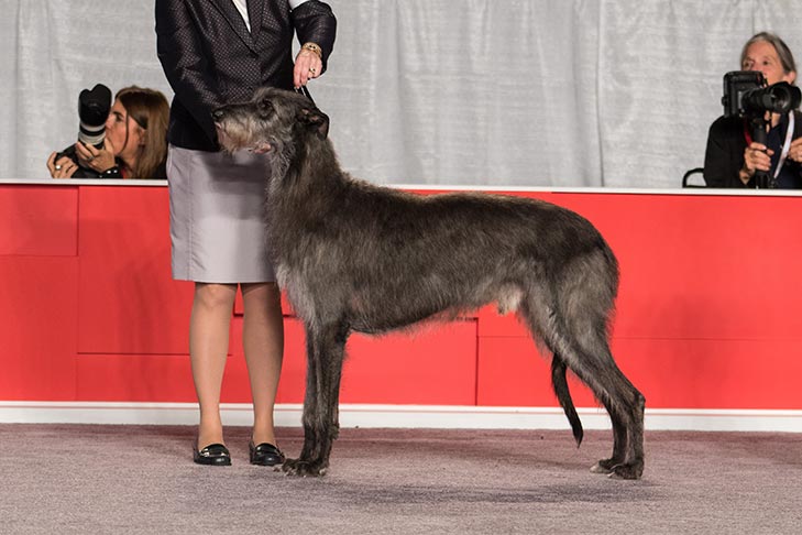Scottish Deerhound Dog Breed Information