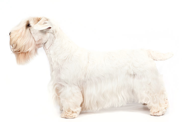 Sealyham Terrier Dog Breed Information