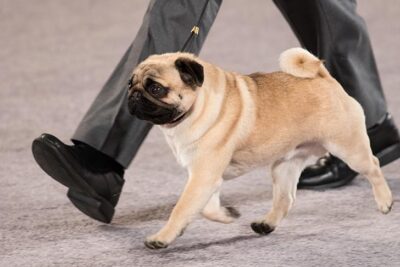 Pug Pictures - American Kennel Club