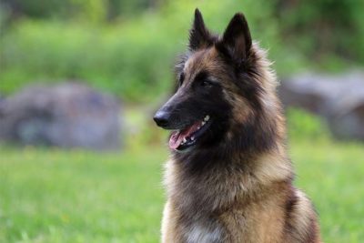 Belgian Tervuren Pictures - American Kennel Club
