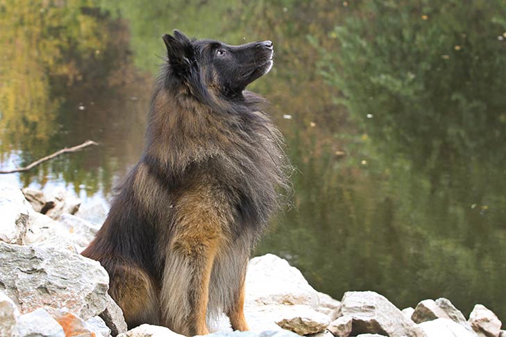 Belgian Tervuren Dog Breed Information