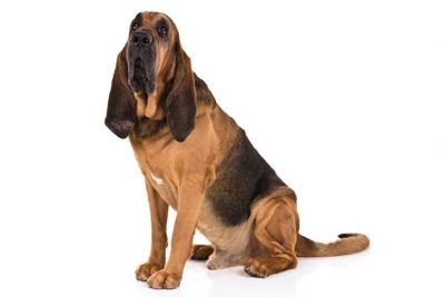 Bloodhound Pictures - American Kennel Club