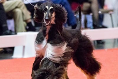 Afghan Hound Pictures - American Kennel Club