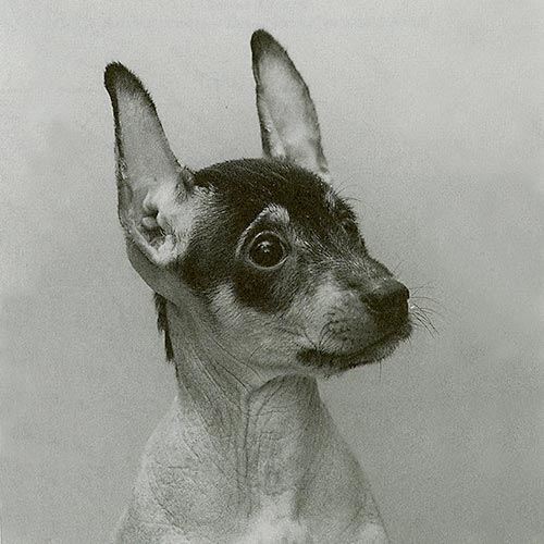 Peruvian Inca Orchid Dog Breed Information - American Kennel Club