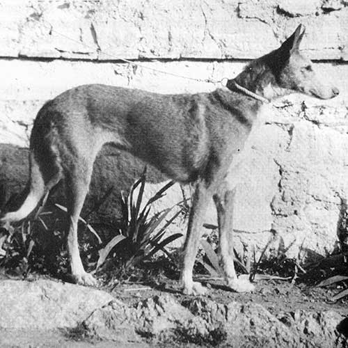 Portuguese Podengo Dog Breed Information - American Kennel Club