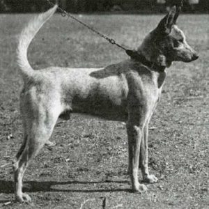 Portuguese Podengo Dog Breed Information - American Kennel Club