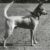 Portuguese Podengo Dog Breed Information - American Kennel Club