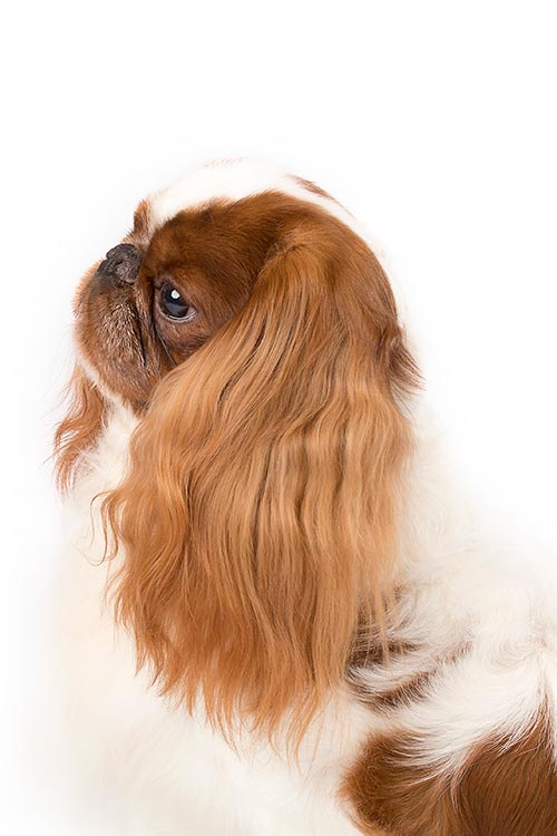 English Toy Spaniel Dog Breed Information