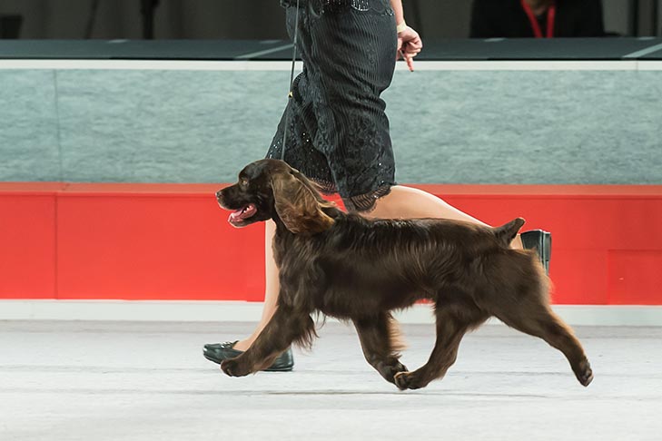 Boykin Spaniel Dog Breed Information